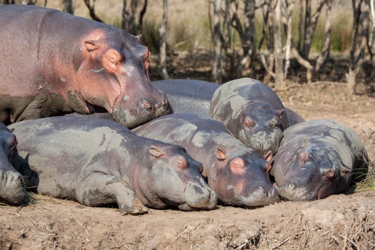 Amazing Hippo Facts, Information, Pictures & Videos learn more about ...