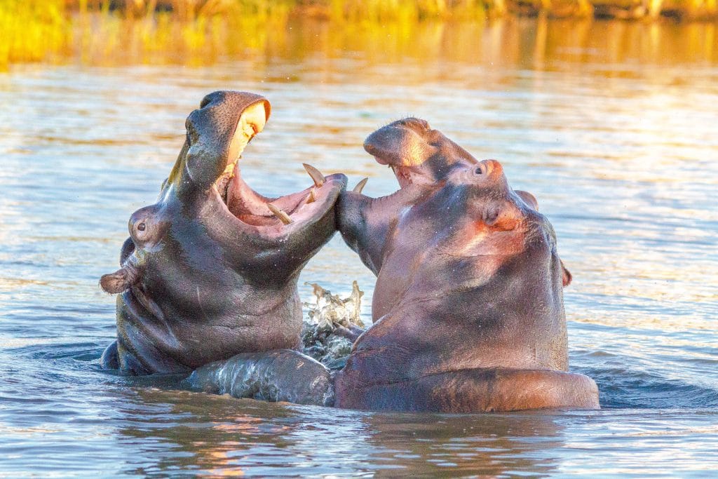 Hippo Digestive System - St Lucia South Africa