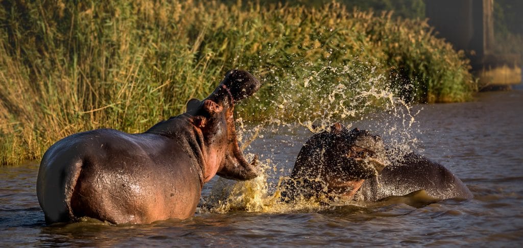 Best Place to See Hippos while in South Africa or better yet Africa