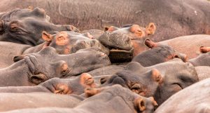 Hippo Digestive System - St Lucia South Africa