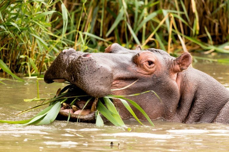 Hippo Digestive System - St Lucia South Africa