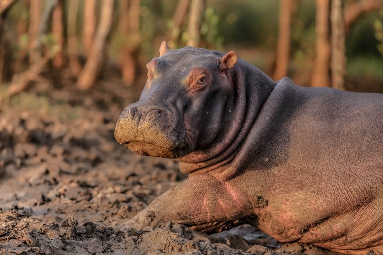 Hippo Digestive System - St Lucia South Africa