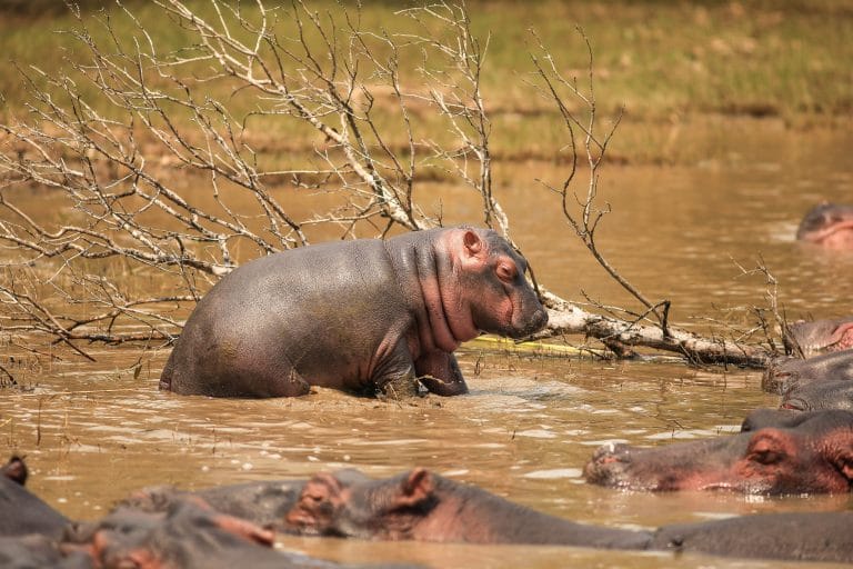 Amazing Hippo Facts, Information, Pictures & Videos learn more about ...