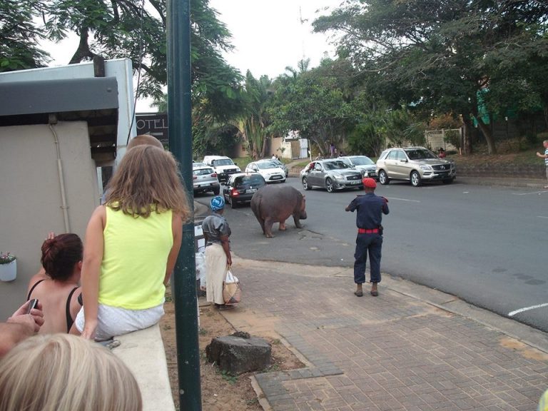 Hippo Digestive System - St Lucia South Africa