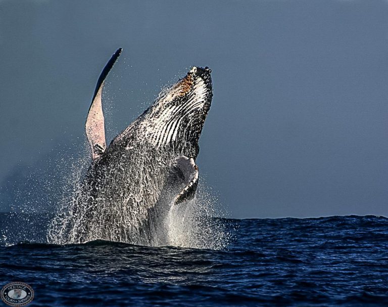 St Lucia Activities & Safaris, 2026 Best Prices Guaranteed