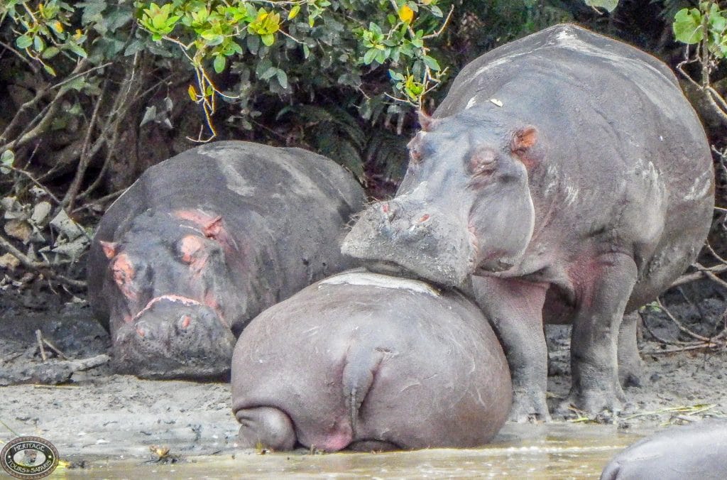 Hippo Digestive System - St Lucia South Africa