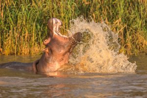 Hippo Anatomy - St Lucia South Africa