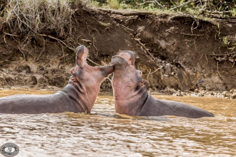 Hippo Anatomy - St Lucia South Africa