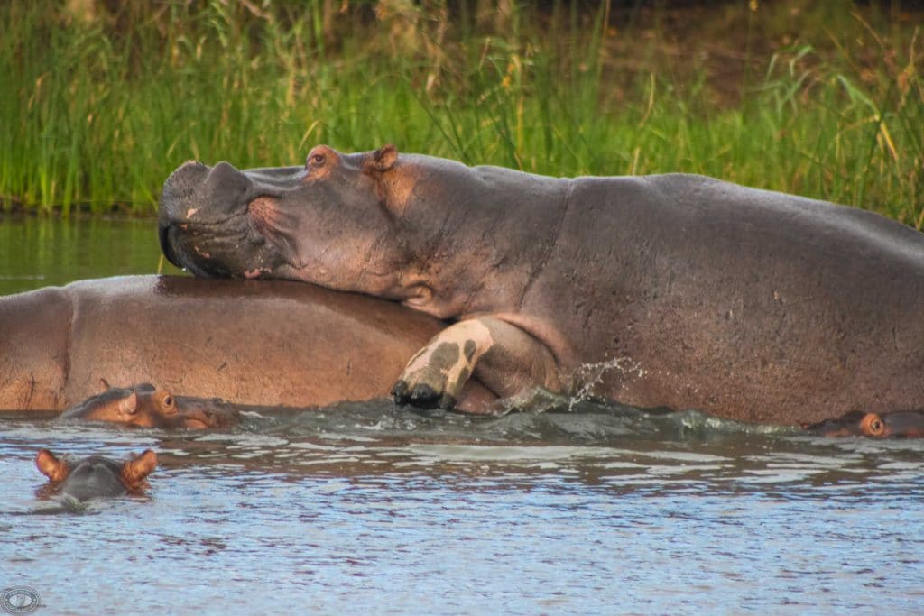 Hippo Mating & Gestation - St Lucia South Africa