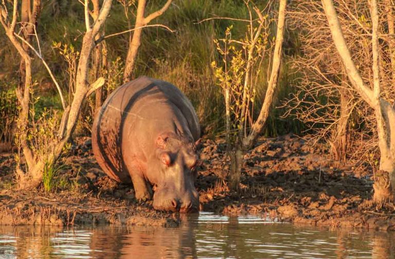 Hippo Mating & Gestation - St Lucia South Africa