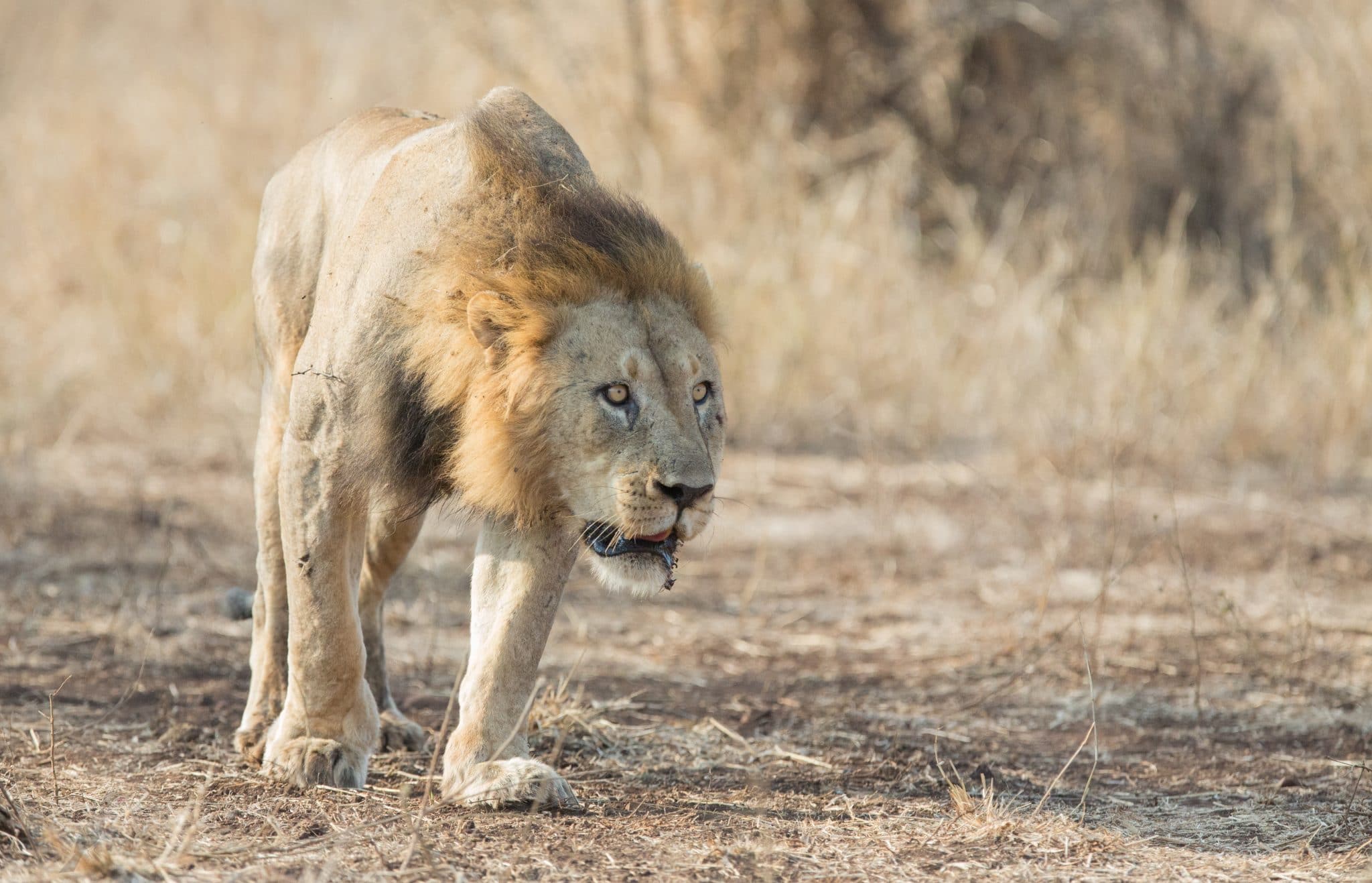 Manyoni Safari - St Lucia South Africa