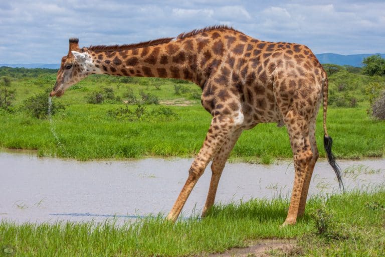 Magnificent, iSimangaliso St Lucia Animals 2025-26